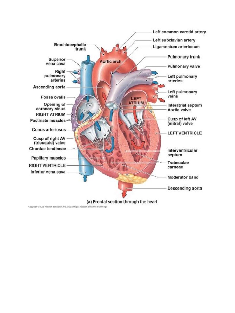 Anaphy Lab | PDF