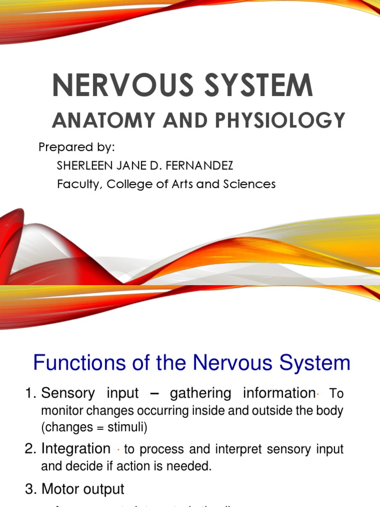 Nervous System: Anatomy and Physiology | PDF | Autonomic Nervous System | Brainstem