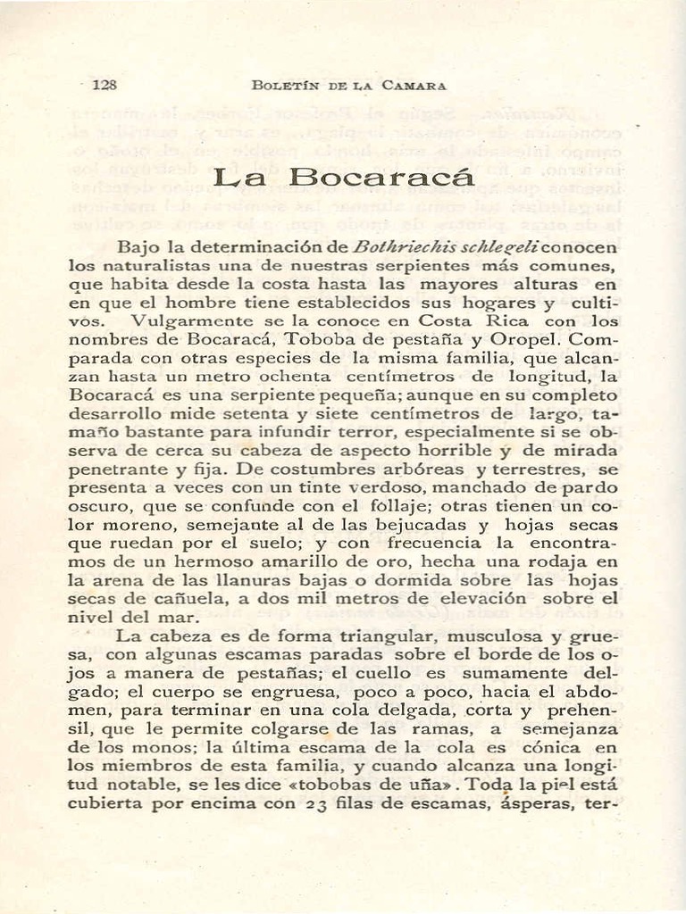 La Bocaraca | PDF