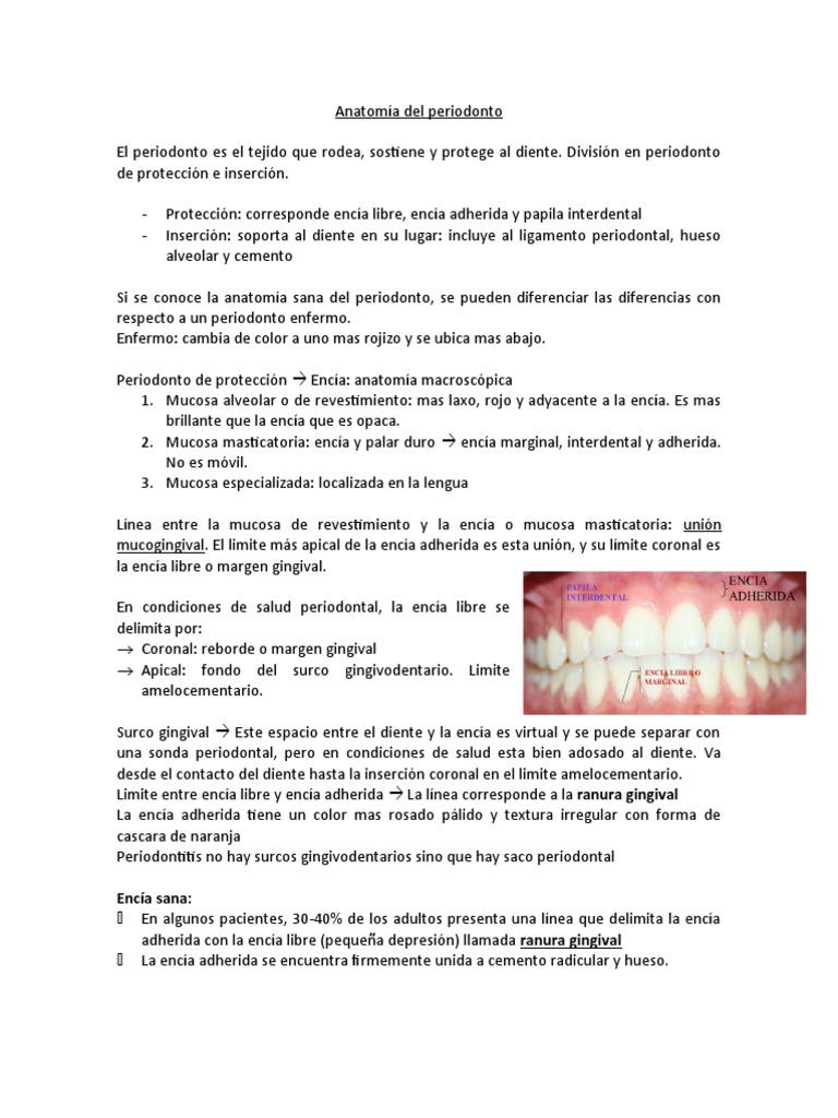 Encía Sana | PDF | Epitelio | Anatomía