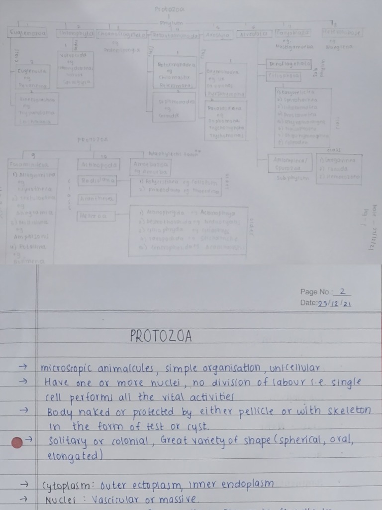 Protista Classification | PDF