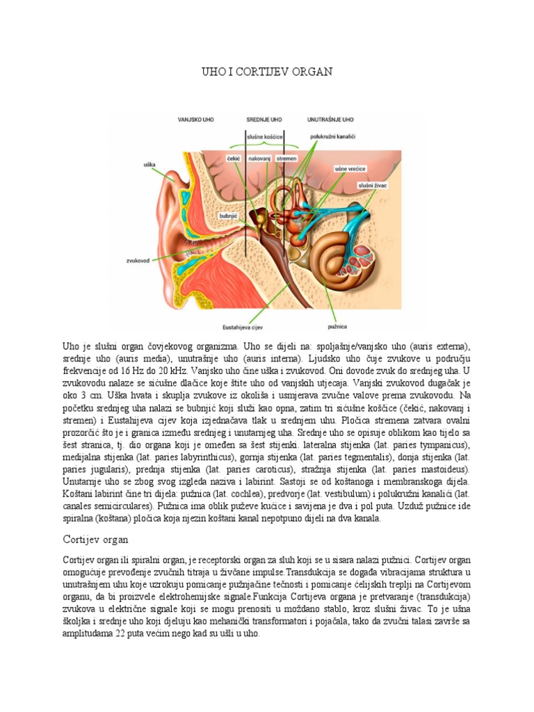 Uho I Cortijev Organ | PDF