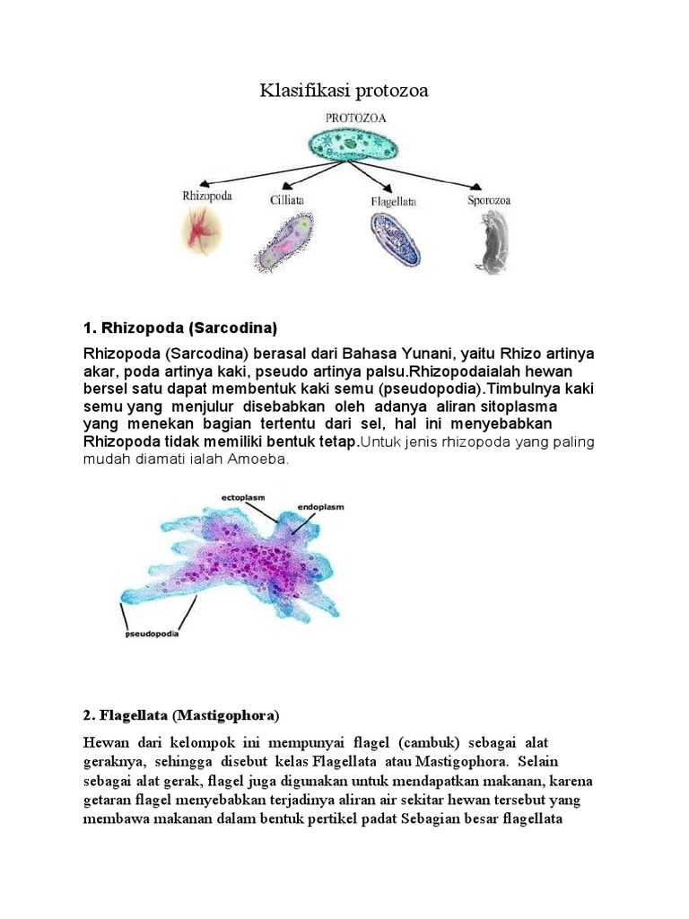 Cara Reproduksi Protozoa Dan Klasifikasi (Tri) | PDF