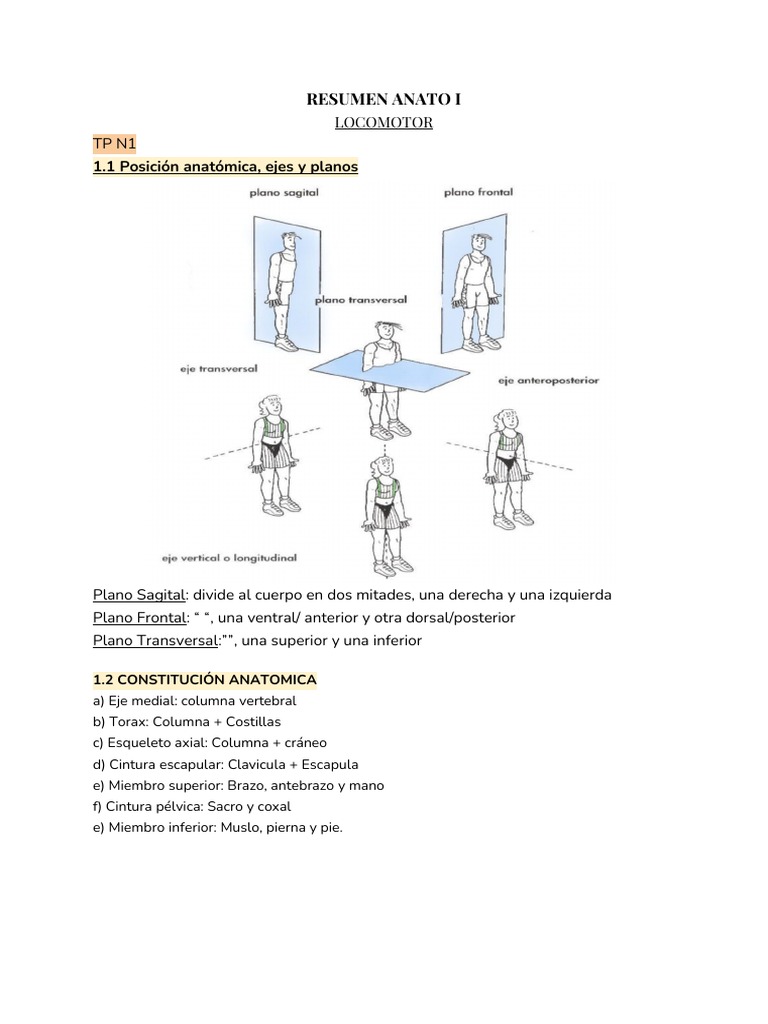 Resumen Anato I | PDF | Articulación | Vértebra
