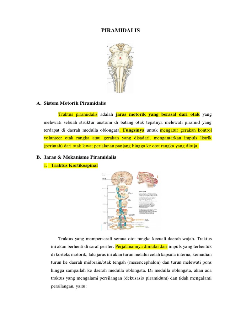 Kategori Sistem Motorik Piramidalis Dan Ekstrapiramidalis | PDF