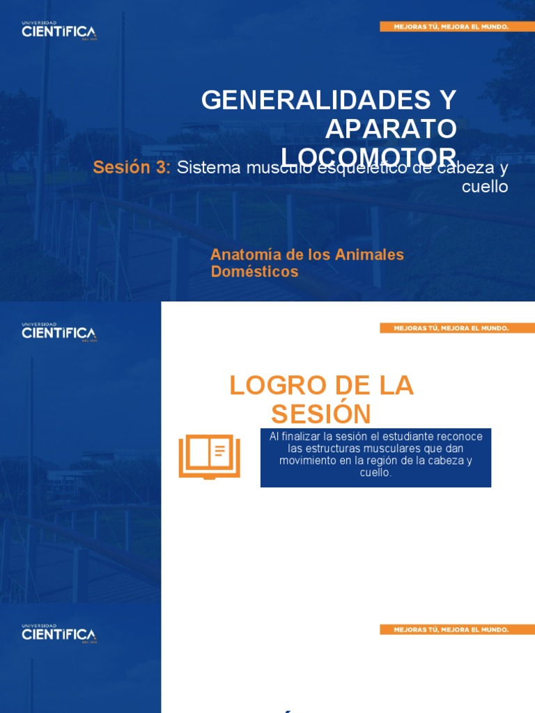 Sesión 3 Sistema Muscular de Cabeza y Cuello | PDF