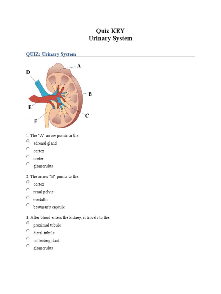 QUIZ: Urinary System | PDF | Kidney | Urinary System