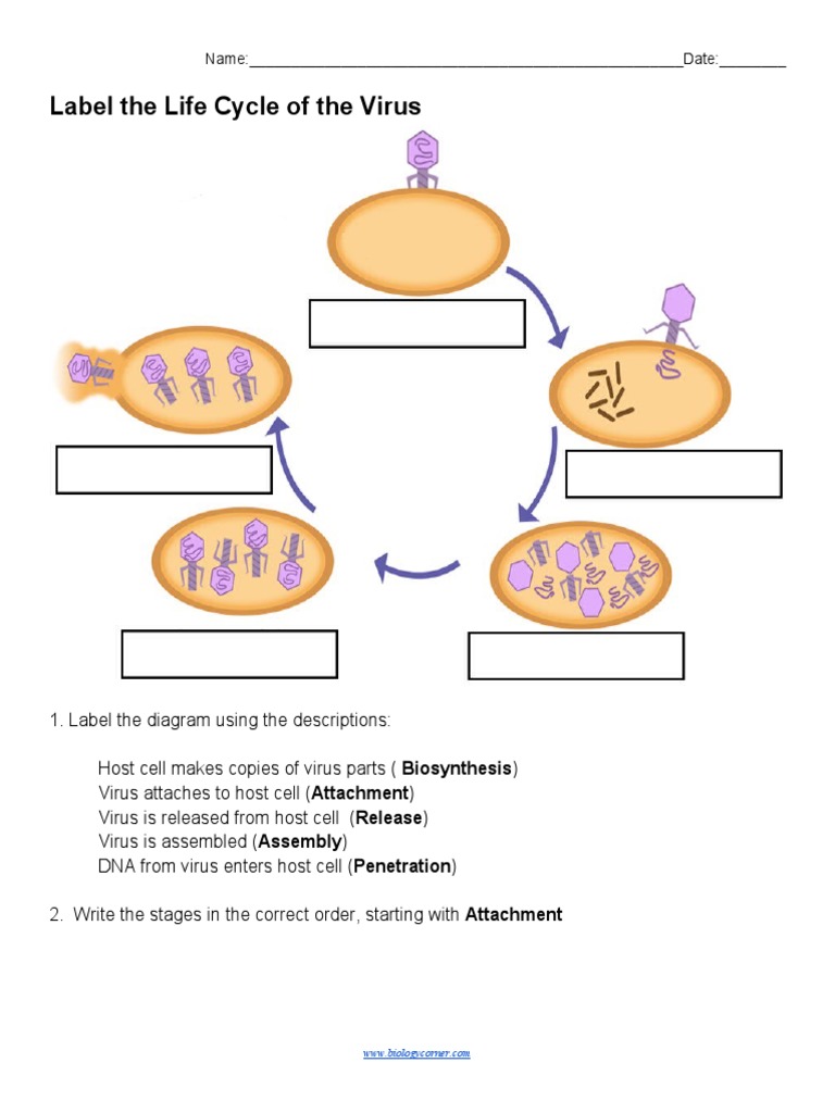 Labeling the Viral Life Cycle Worksheet | PDF