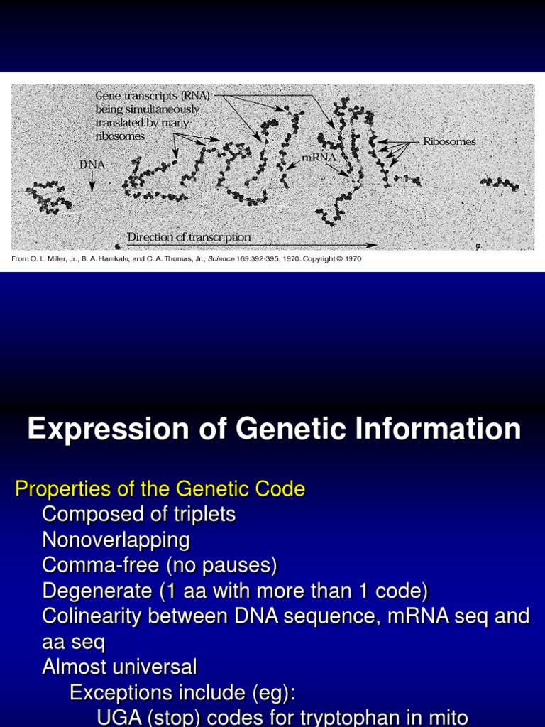 Translation | PDF | Translation (Biology) | Genetic Code Translation | PDF | Translation (Biology) | Genetic Code