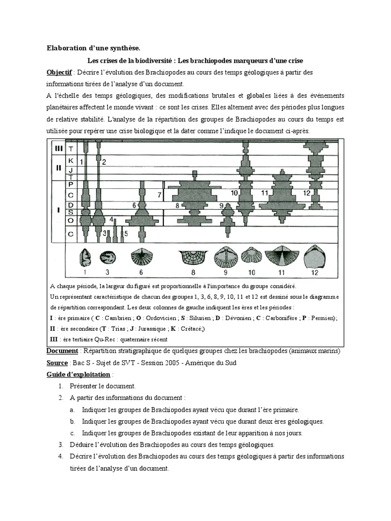 Évolution des Brachiopodes au fil des ères | PDF
