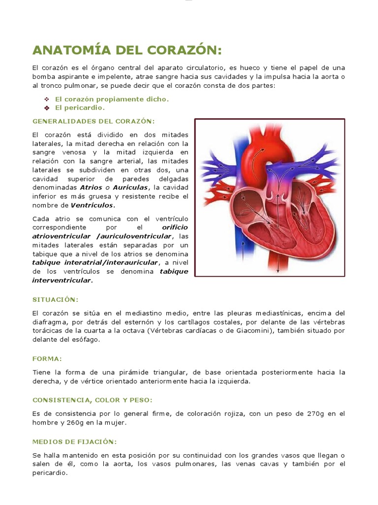 El Corazon | PDF | Ventrículo (corazón) | Corazón