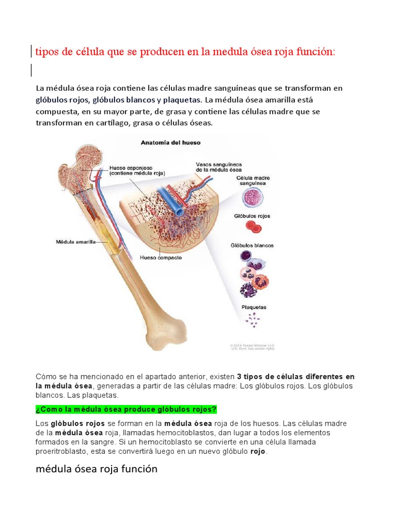 Células de la médula ósea roja y amarilla | PDF | Hueso | Médula ósea