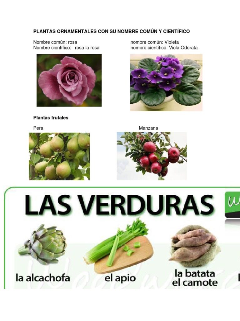 Chula Plantas | PDF