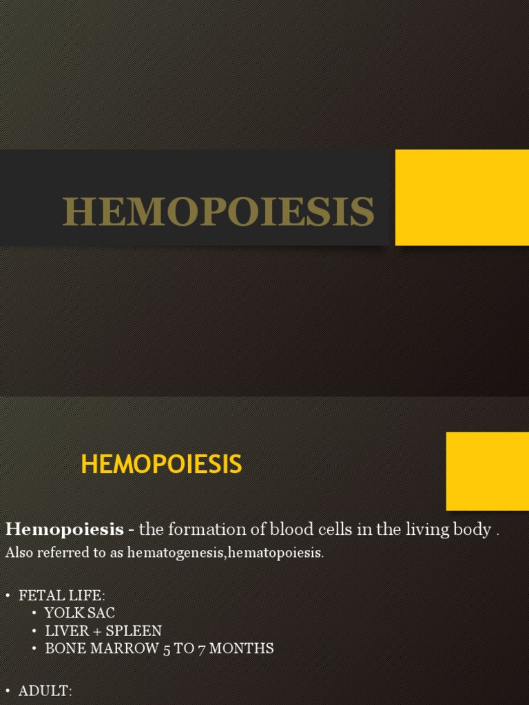 Hemopoiesis | PDF | Haematopoiesis | Red Blood Cell