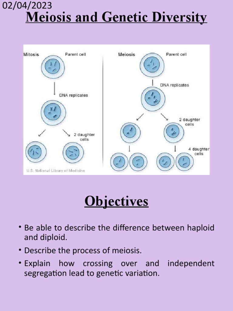 Meiosis and Genetic Diversity | PDF | Meiosis | Ploidy