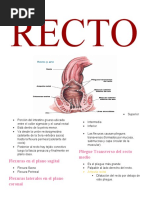 Irrigación e Inervación del Colon | PDF | Intestino grueso | Recto