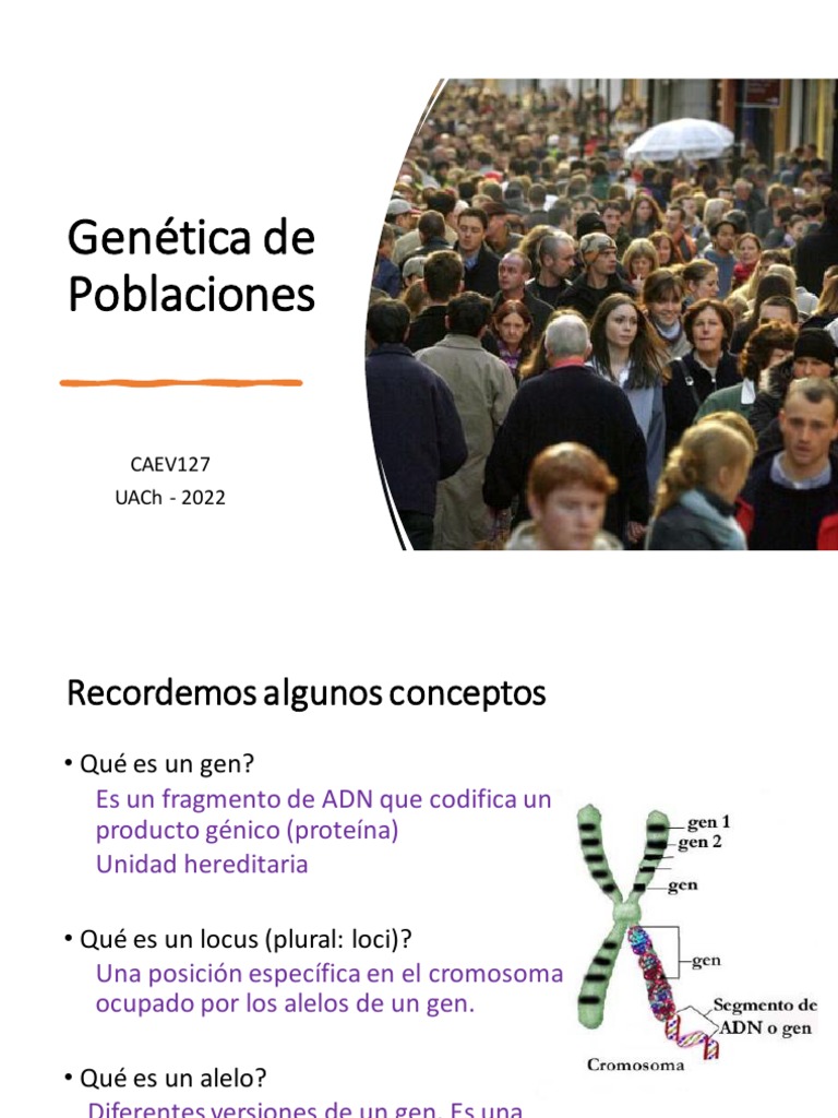Clase 15-Genetica de Poblaciones I | PDF | Alelo | Cigosidad