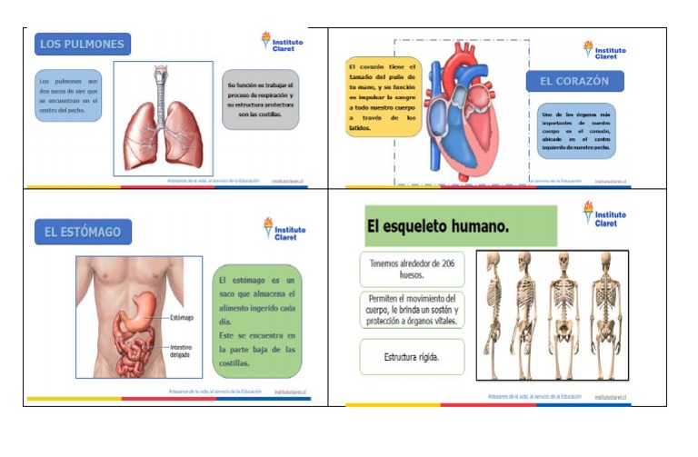Organos de Nuestro Cuerpo | PDF