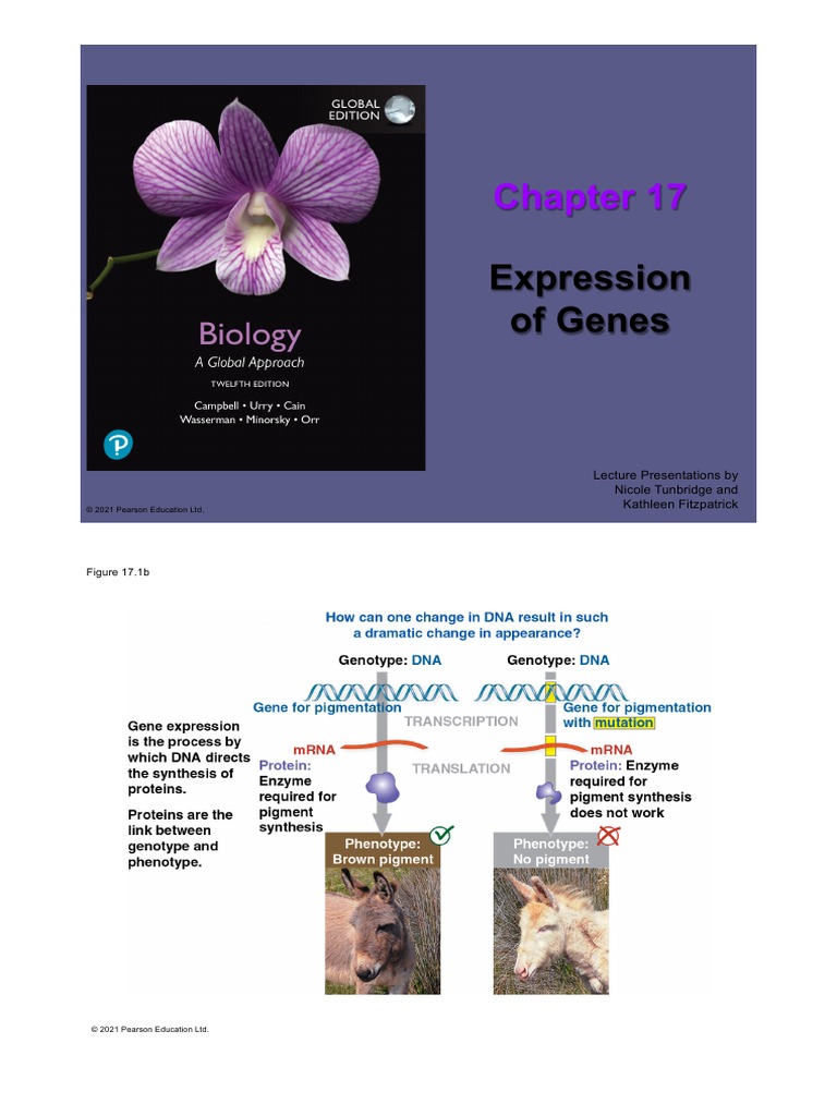 Lecture - Presentation - 17 - Handout - Expression of Gene - 230329 ...