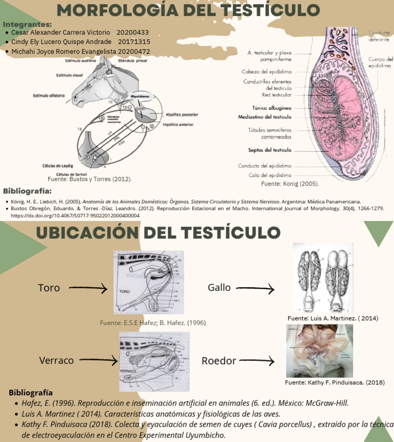 COMPARACION Y MORFOLOGÍA DEL TESTICULO Grupo D | PDF