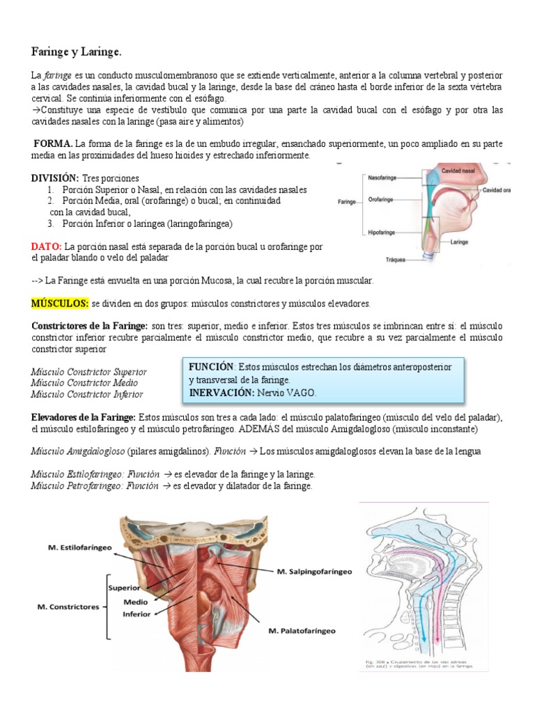 Faringe y Laringe | PDF | Laringe | Anatomía humana