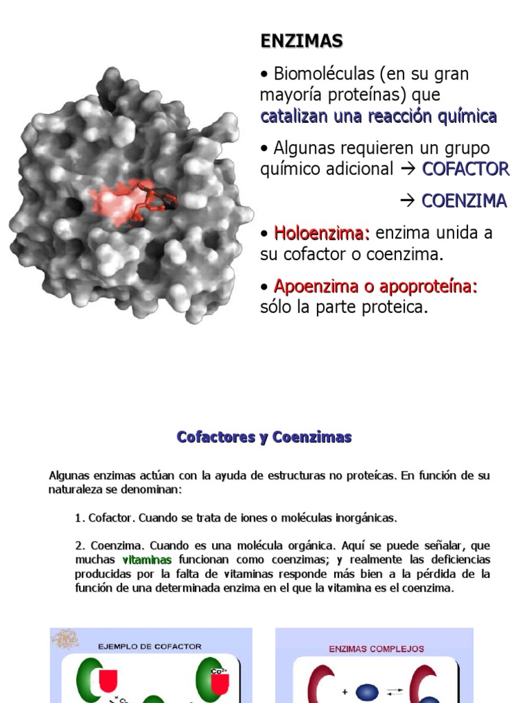 Enzimas | PDF | Cofactor (Bioquímica) | Enzima