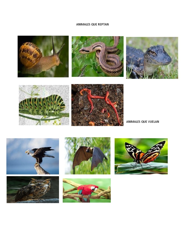 Animales Que Reptan | PDF