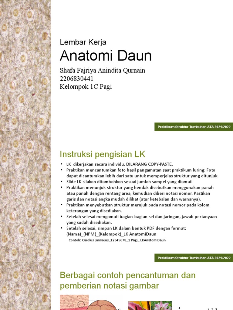 Anatomi Daun | PDF