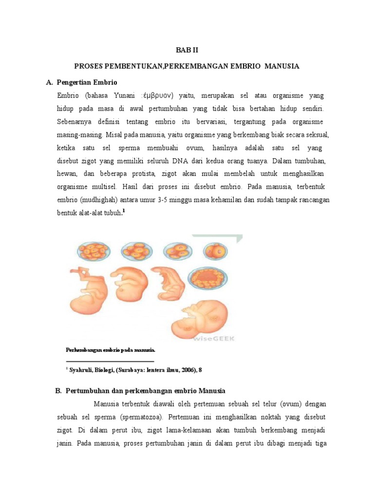 Proses Pembentukan Embrio Manusia | PDF