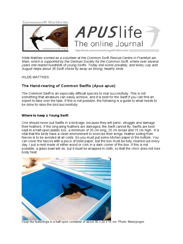 The Hand-Rearing of Common Swifts (Apus Apus) : Where To Keep A Young ...