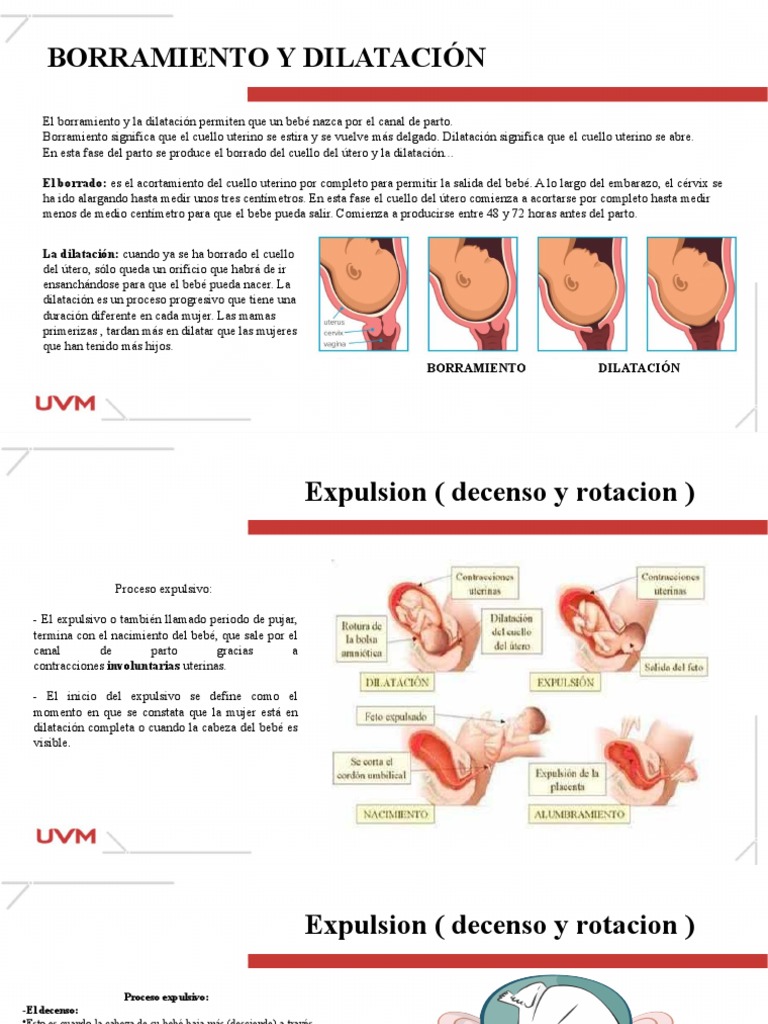 BORRAMIENTO, DILATACION y EXPULSION | PDF | Parto | Especialidades Medicas