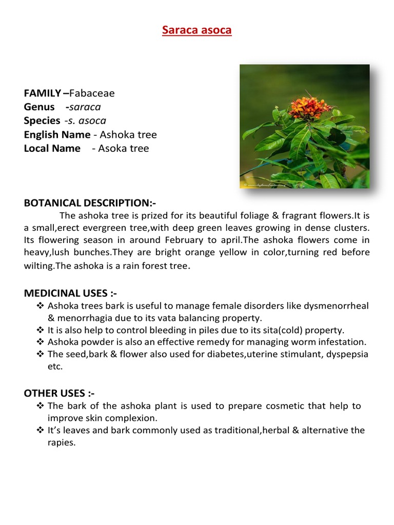 Saraca Asoca: FAMILY - Fabaceae Genus - Saraca Species - S. Asoca ...