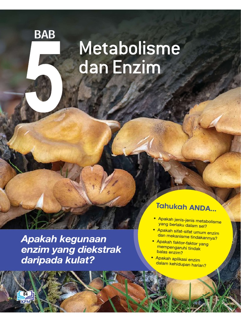 Bab 5 Metabolisme & Enzim | PDF