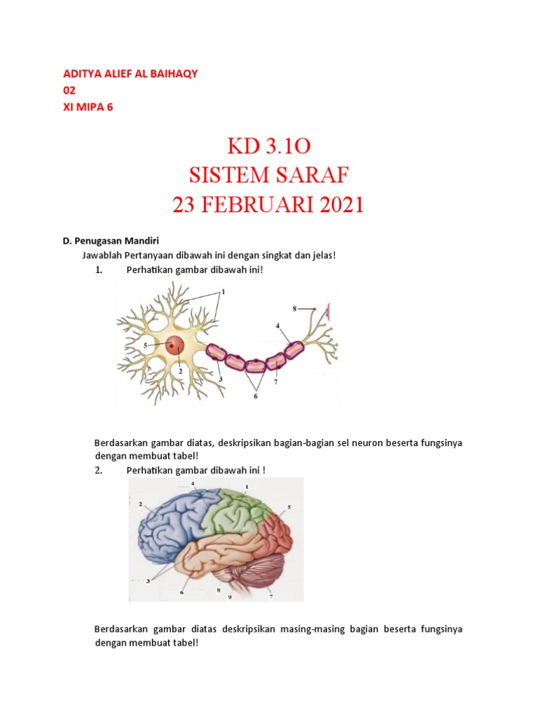 02_ADITYA ALIEF_XI MIPA 6_SISTEM SARAF | PDF