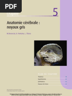 Anatomie du Diencéphale: Thalamus et Épithalamus | PDF | Hypophyse ...