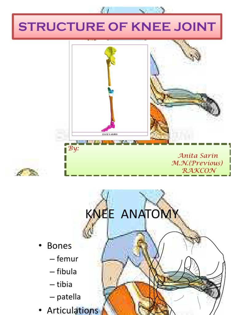 Knee Structure | PDF | Knee | Limbs (Anatomy)