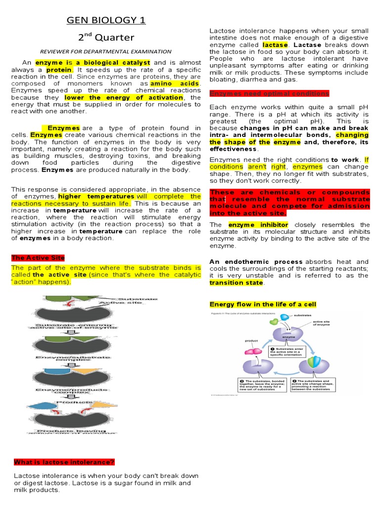 GEN-BIOLOGY-1-deptal-2nd-quarter-exam-reviewer | PDF | Enzyme | Active Site