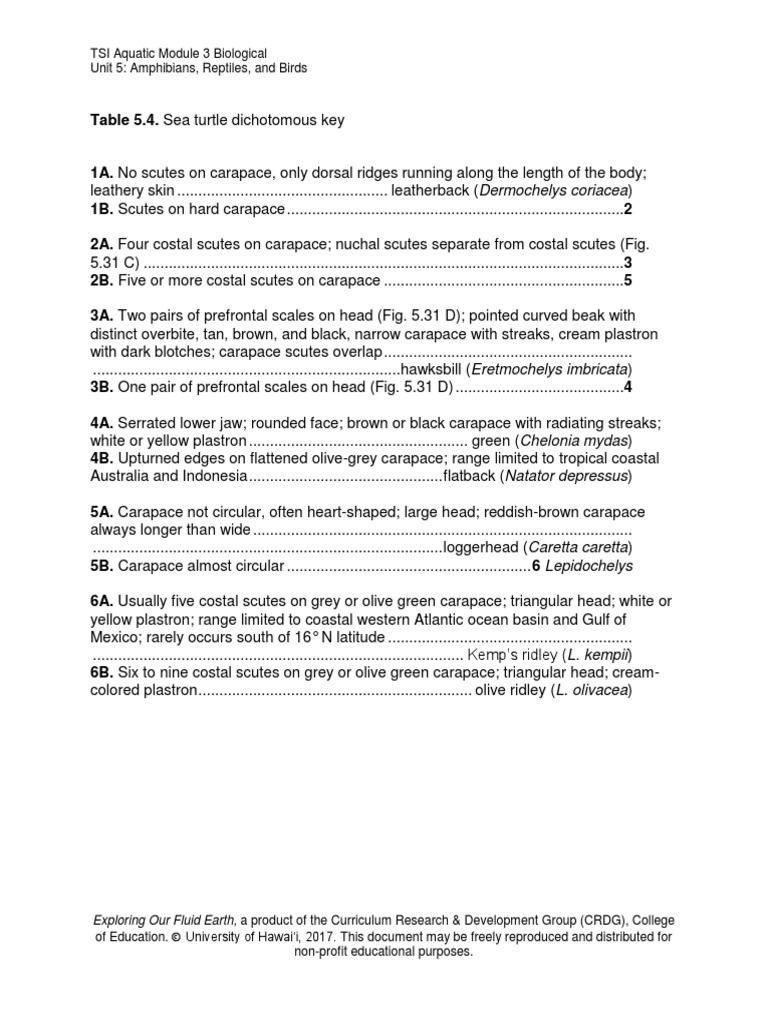Table5 4-SeaTurtleDichotomousKey | PDF | Turtle | Herpetology