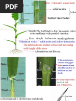 1 Morphology of The Rice Plant | PDF | Rice | Plants