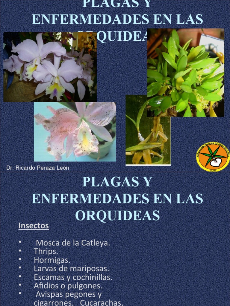 Plagas y Enfermedades en Las Orquideas | PDF | Infección | Insectos