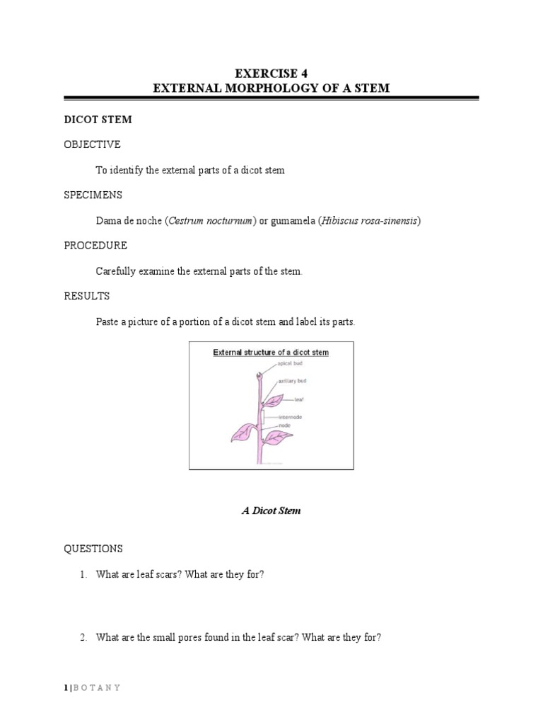 Ahrel Dhane Marasigan - Exercise 4, 5, 6 Stems | Download Free PDF | Plant Stem | Branches Of Botany