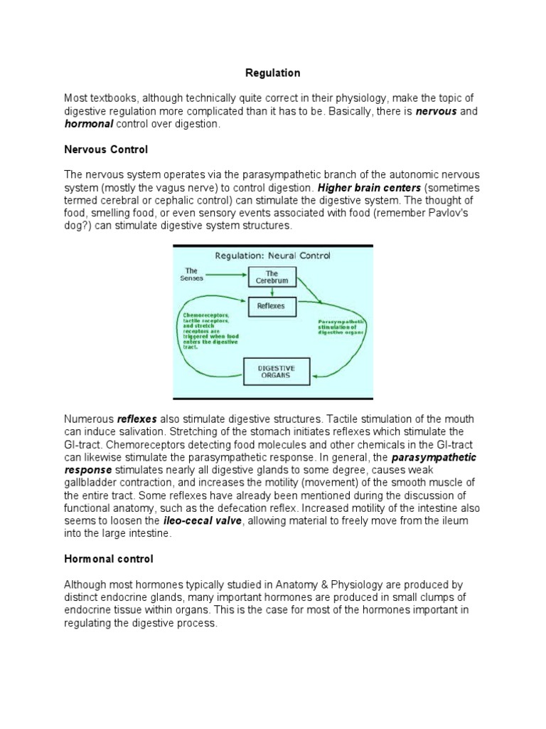 Regulation of Digestion | PDF