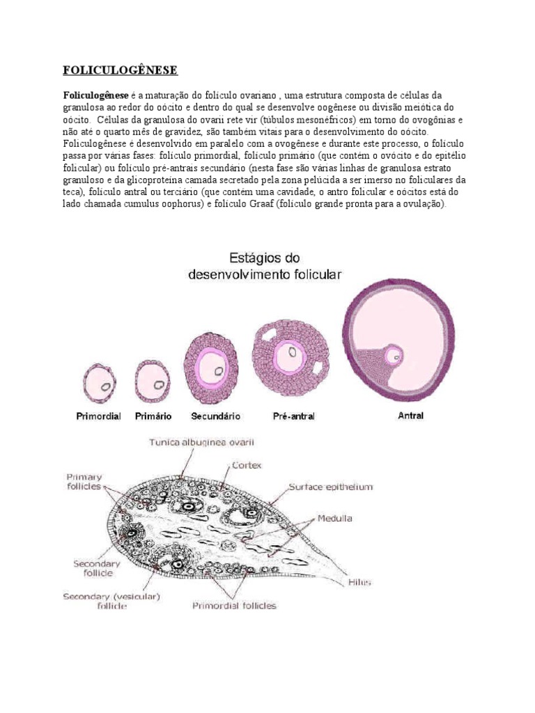 FOLICULOGÊNESE Ntit (Recovered) | PDF | Processos biológicos ...