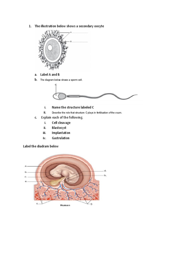 Fetal Developmental Question | PDF | Meiosis | Placenta