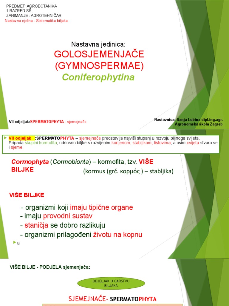Golosjemenjače (Gymnospermae) : Coniferophytina | PDF