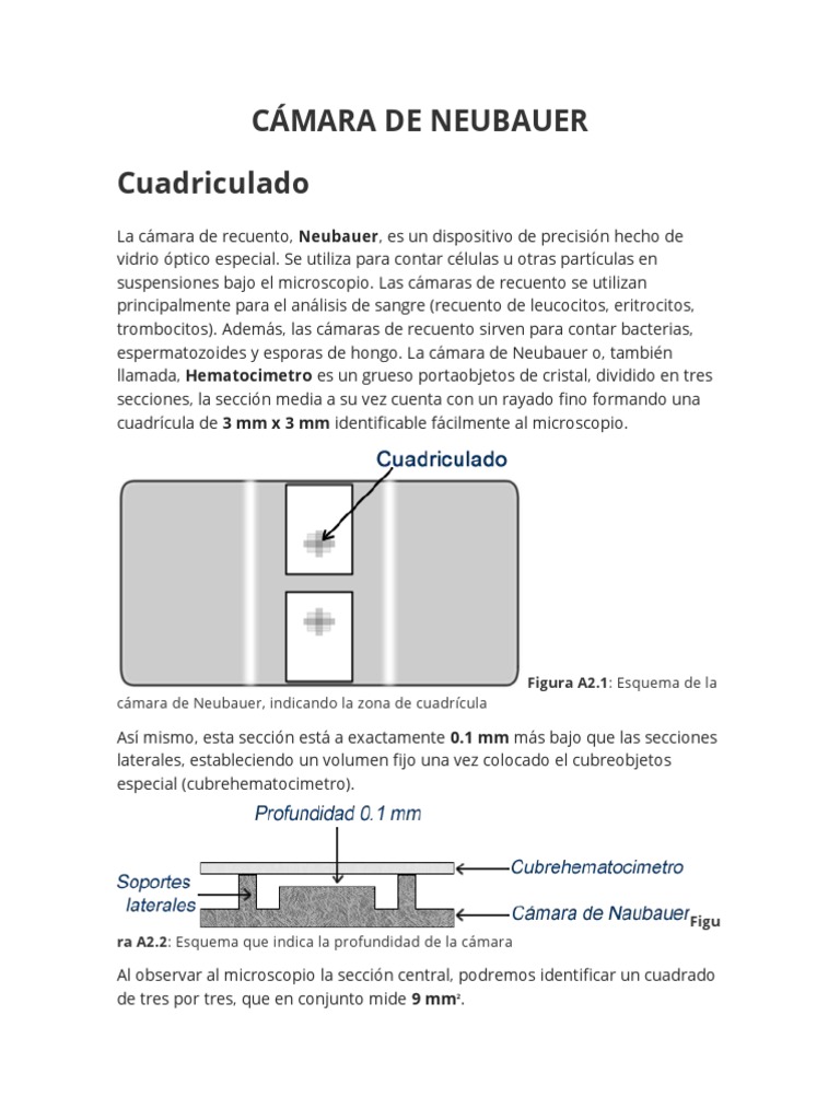 Cámara de Neubauer | Descargar gratis PDF | Microscopio Cámara de Neubauer | Descargar gratis PDF | Microscopio