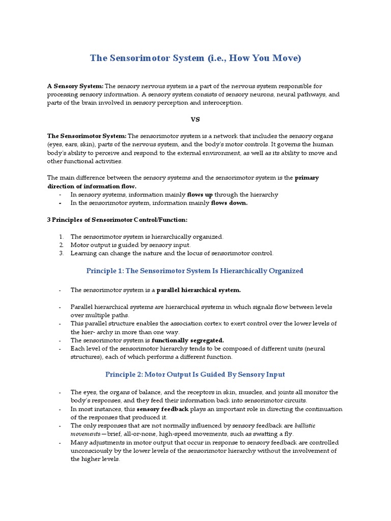 The Sensorimotor System | PDF | Motor Control | Nervous System