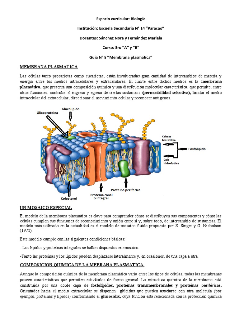 MEMBRANA PLASMATICA GUIA 5 | PDF | Membrana celular | Química