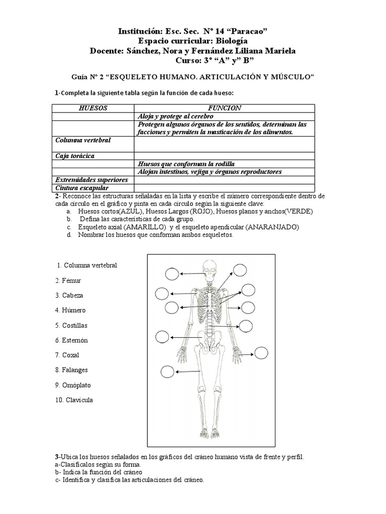 Guía Nº2 Hueso Esqueleto Humano Pdf