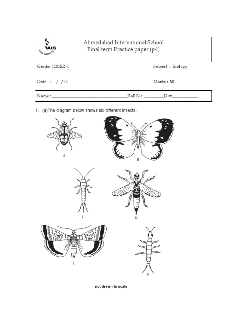 practice paper p4 | PDF